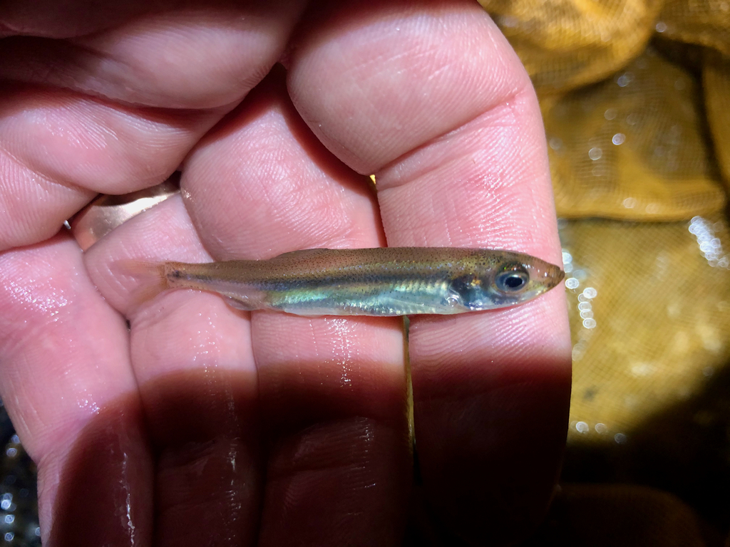 Japanese Pond Smelt (Hypomesus nipponensis) - Marine Life Identification