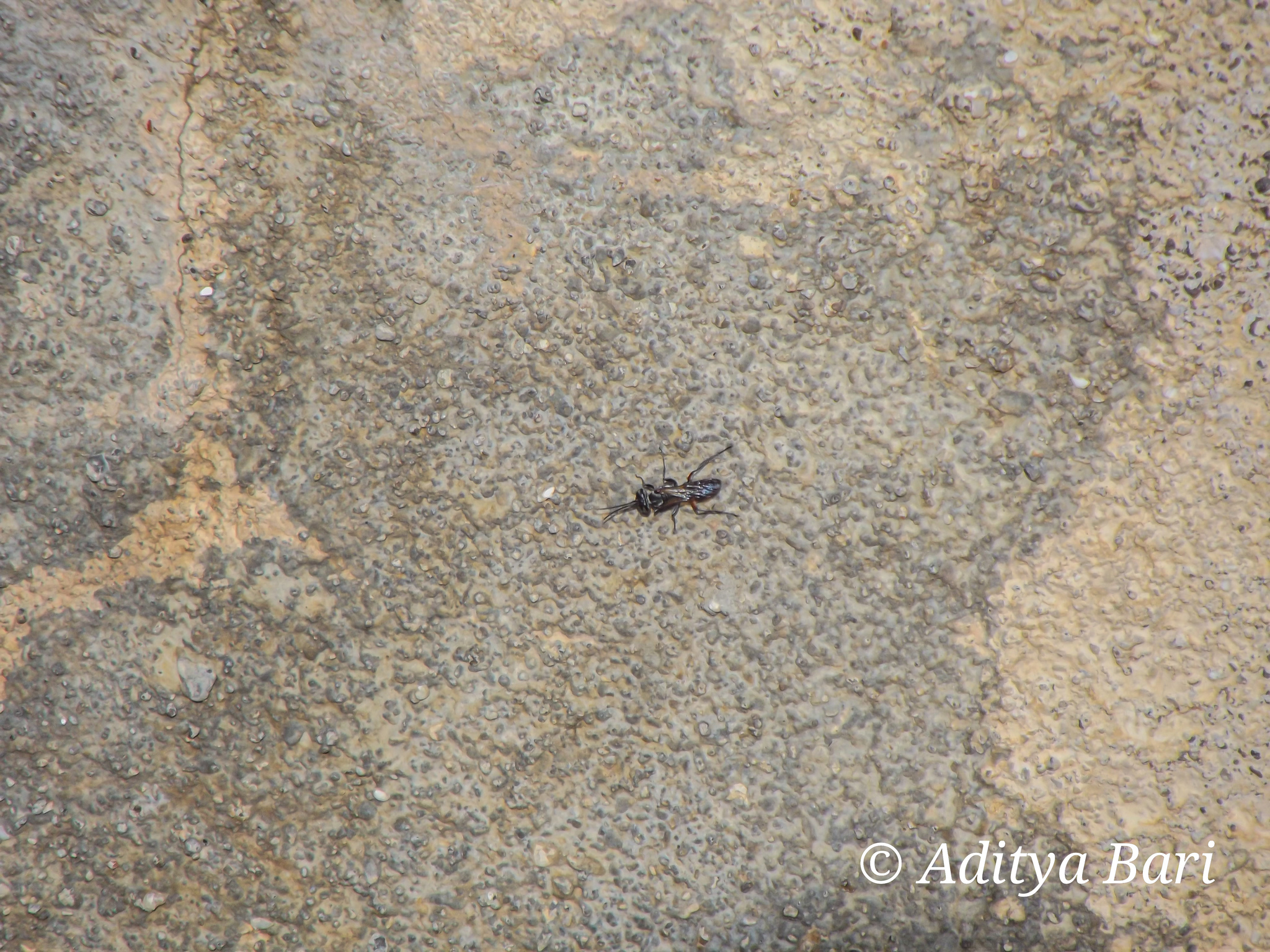 Liris subtessellatus (F.Smith, 1856)