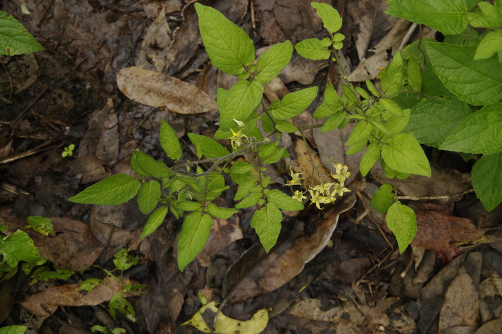 Galápagos tomato (Solanum cheesemanii) - Botanical Realm