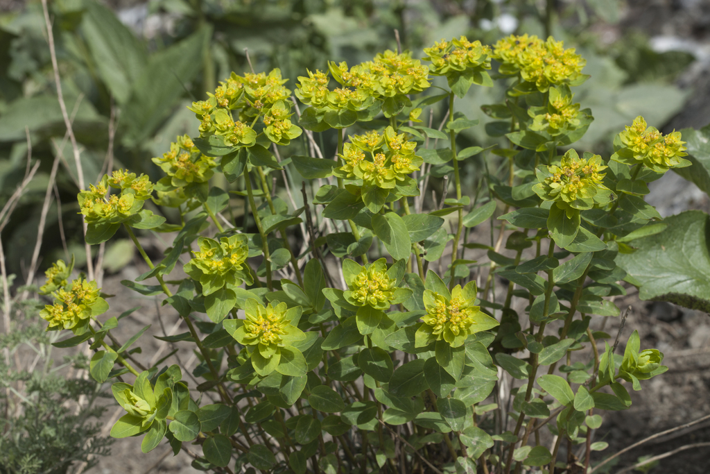 Zarafshan Spurge (Euphorbia sarawschanica) - Botanical Realm