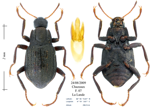 Genus Elmis · iNaturalist