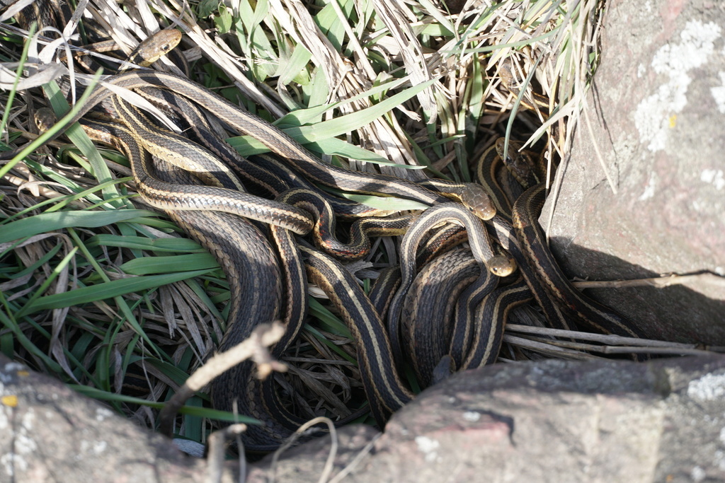 Common Garter Snake in April 2021 by Davis Harder · iNaturalist
