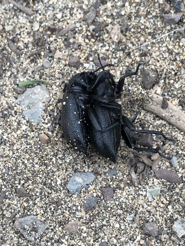 Eleodes marginata from Fort Funston, San Francisco, CA, US on April 2 ...