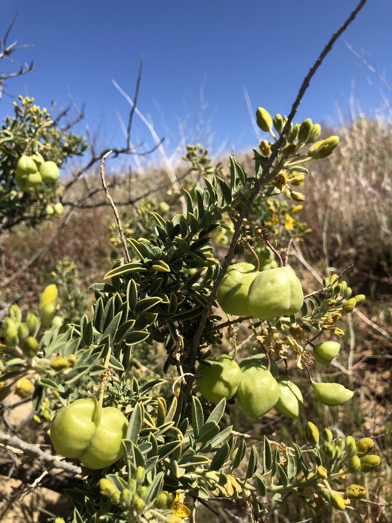 Valley Bladderpod (Cleomella arborea globosa) - Botanical Realm