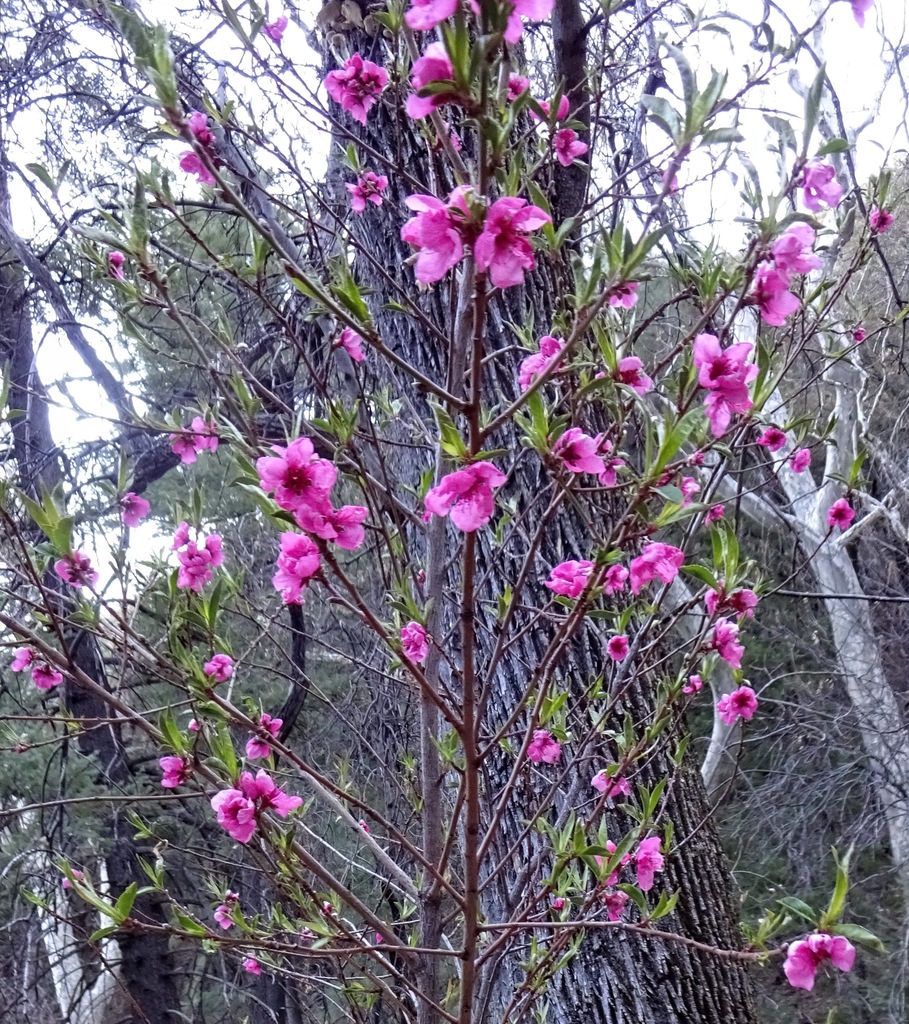 Peach (Prunus persica) - Botanical Realm