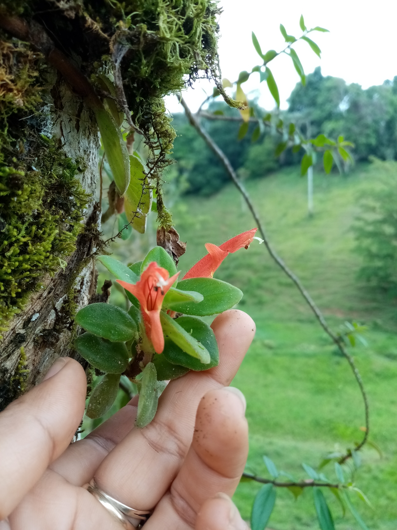 Columnea scandens L.