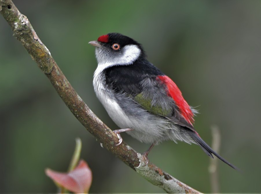 Pin-tailed Manakin from R. Manoel Raimundo, 495 - Guaraú, Peruíbe - SP ...