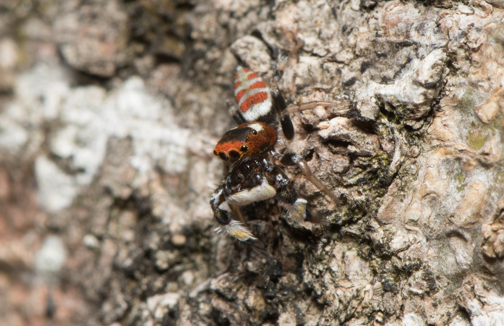Marpissa pulla from 台灣新竹縣 on April 4, 2021 at 01:08 PM by CHUNG CHANG ...