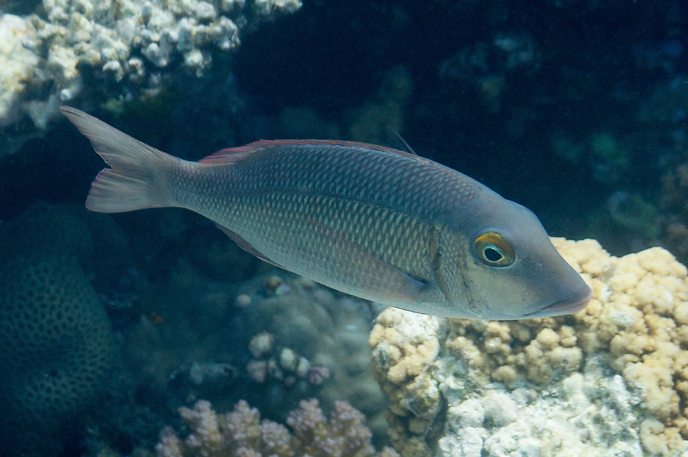 Snubnose Emperor Bream (Lethrinus borbonicus) - Marine Life Identification
