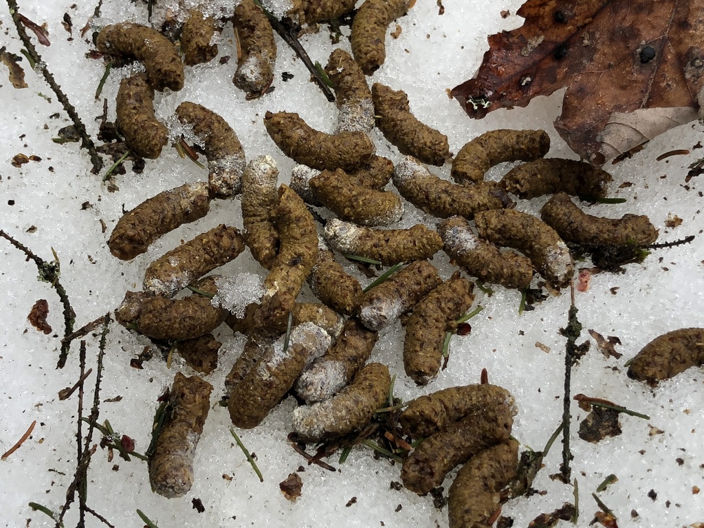 Ruffed Grouse from Eden, VT, US on March 31, 2021 at 04:30 PM by ...