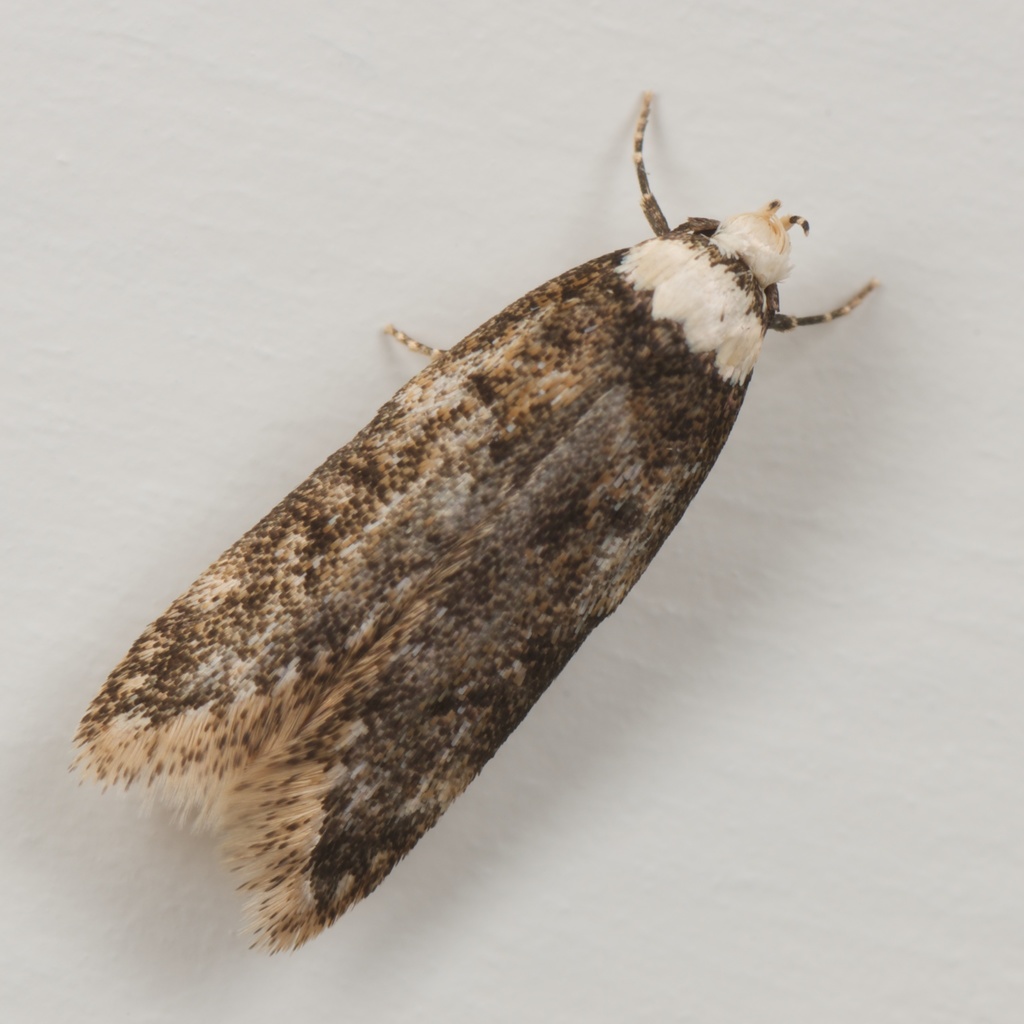 White-shouldered House Moth (Moths Of Shetland) · iNaturalist