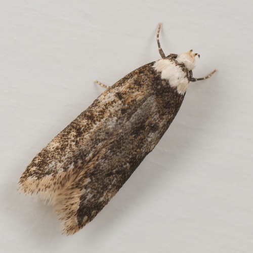 White-shouldered House Moth (Moths Of Shetland) · iNaturalist