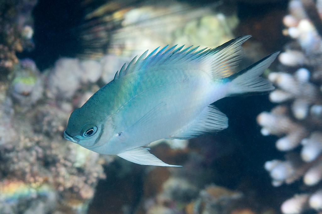 Green Damselfish (Saltwater Fish of the Indo Pacific) · iNaturalist