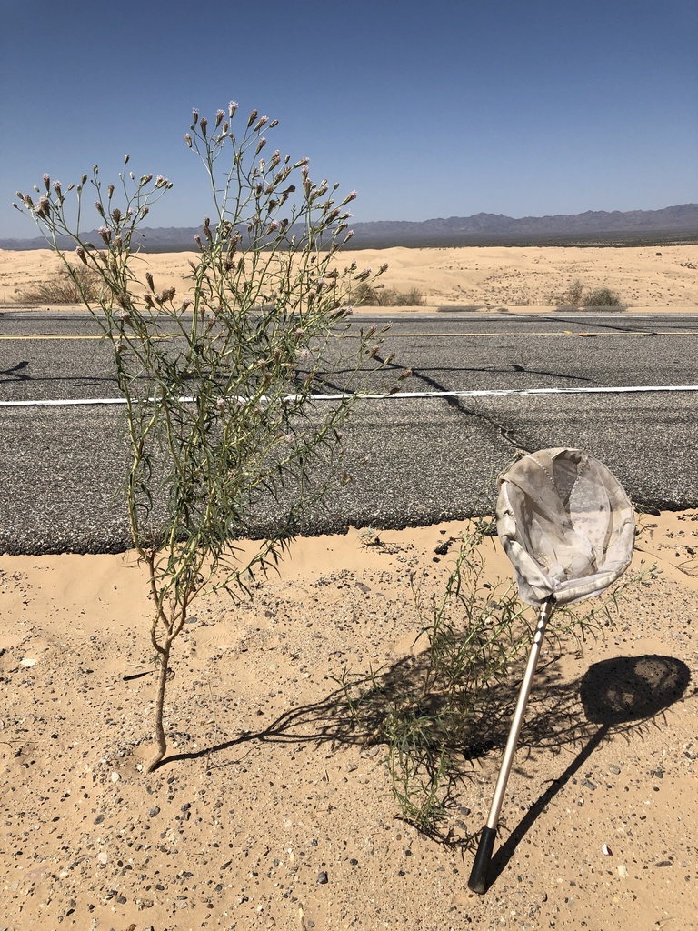 giant spanish-needle in April 2021 by nmoorhatch · iNaturalist