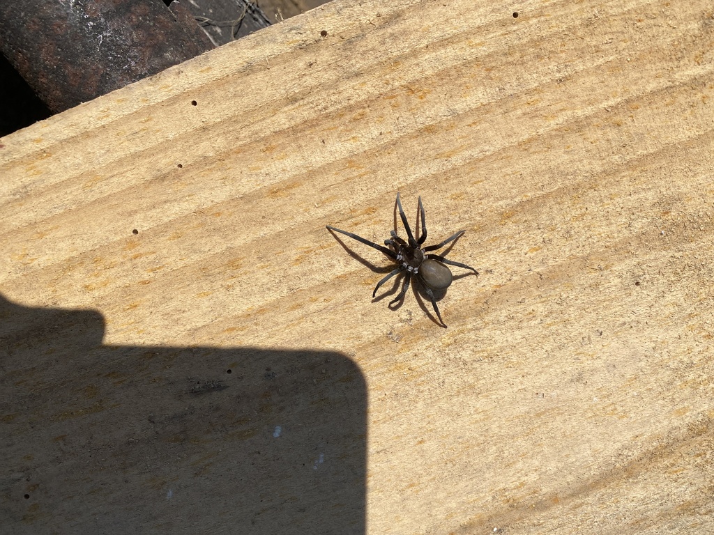 Arizona black hole spider from County Road 6140, Shallowater, TX, US on ...