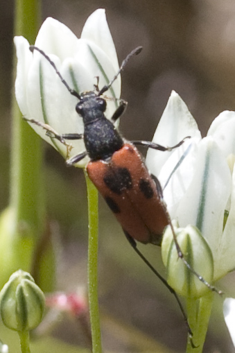 Dimorphic Flower Longhorn Beetle (Hood Mountain Plants & Animals ...