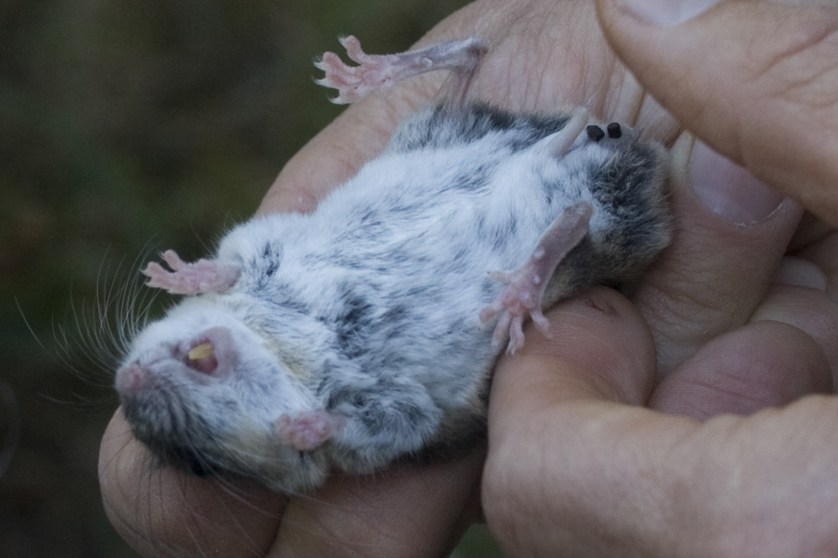 Peromyscus truei (Shufeldt, 1885)