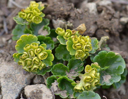 Chrysosplenium nudicaule · iNaturalist