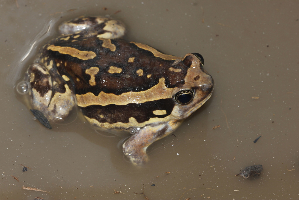 Median-striped Bullfrog in May 2016 by Parinya Herp Pawangkhanant ...
