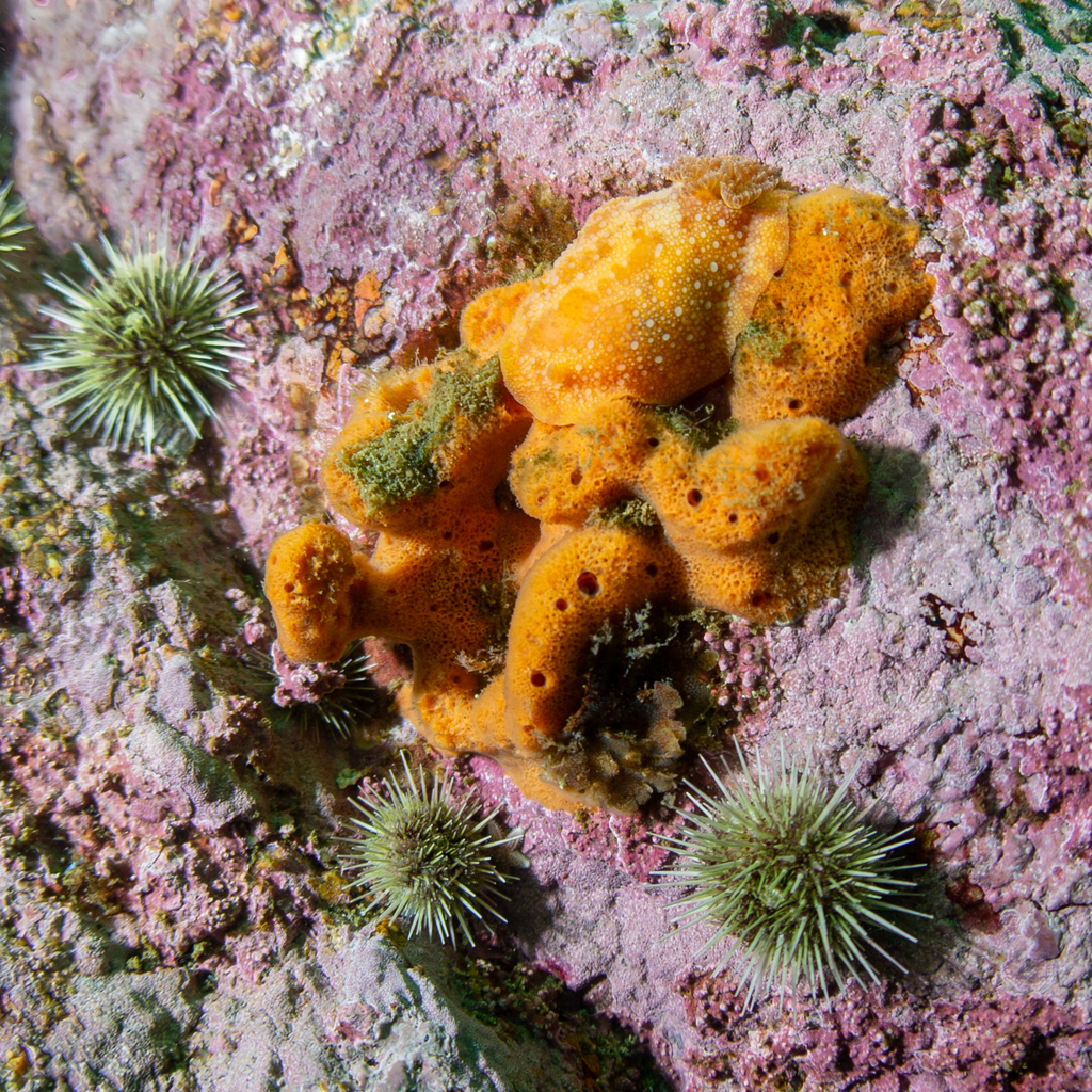 Sea Lemon from Essex County, MA, USA on June 17, 2017 at 03:16 PM by ...