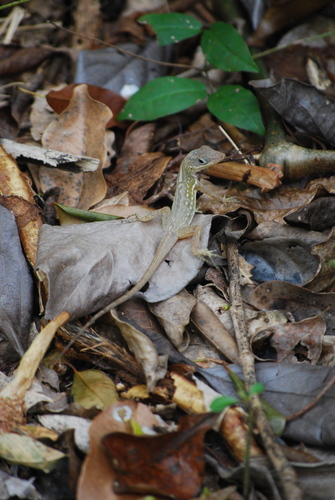 Dominican Anole (Anolis oculatus) - Snakes and Lizards