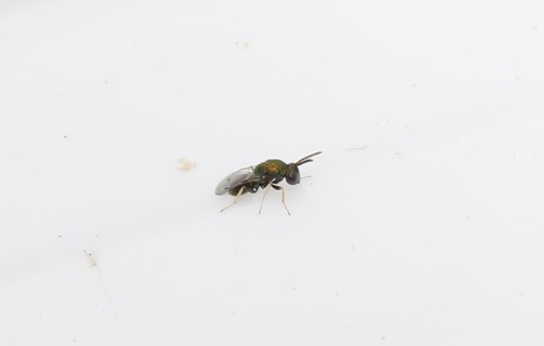 Genus Caenacis · iNaturalist
