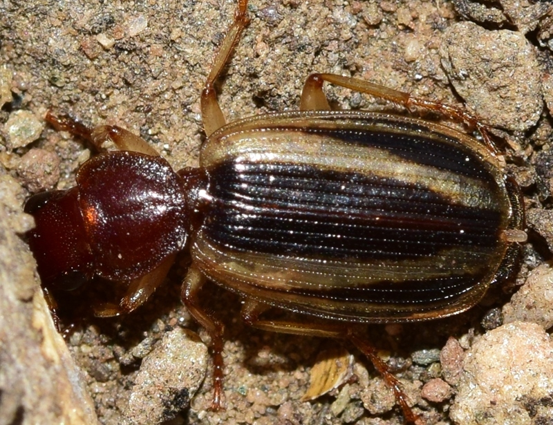 Cymindis lineola L.Dufour, 1820