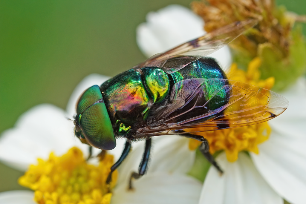 Green Jewel Fly from Deerfield Beach, FL, USA on April 4, 2021 at 04:08 ...