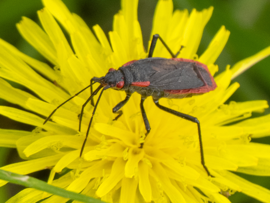 Red-shouldered Bug from 2601 San Gabriel Dr, Plano, TX 75074, USA on ...