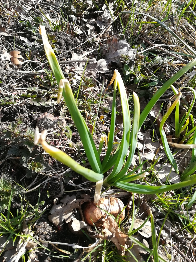 Common Onion from Холмогоровка, Калининградская обл., Россия, 238546 on ...