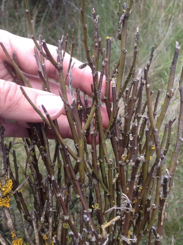 New Zealand common broom (Carmichaelia australis) · iNaturalist