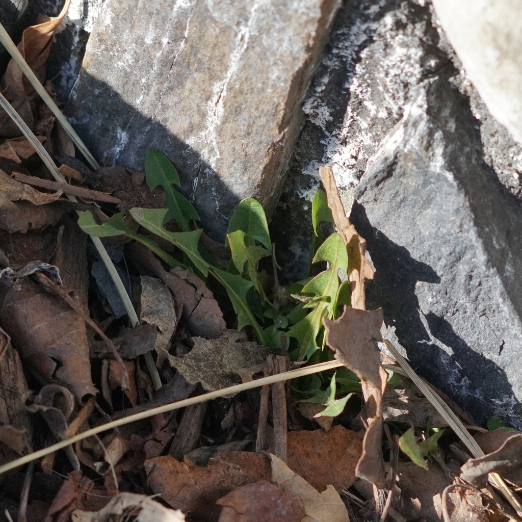 common dandelion from Division No. 6, Alberta, Canada on April 2, 2021 ...