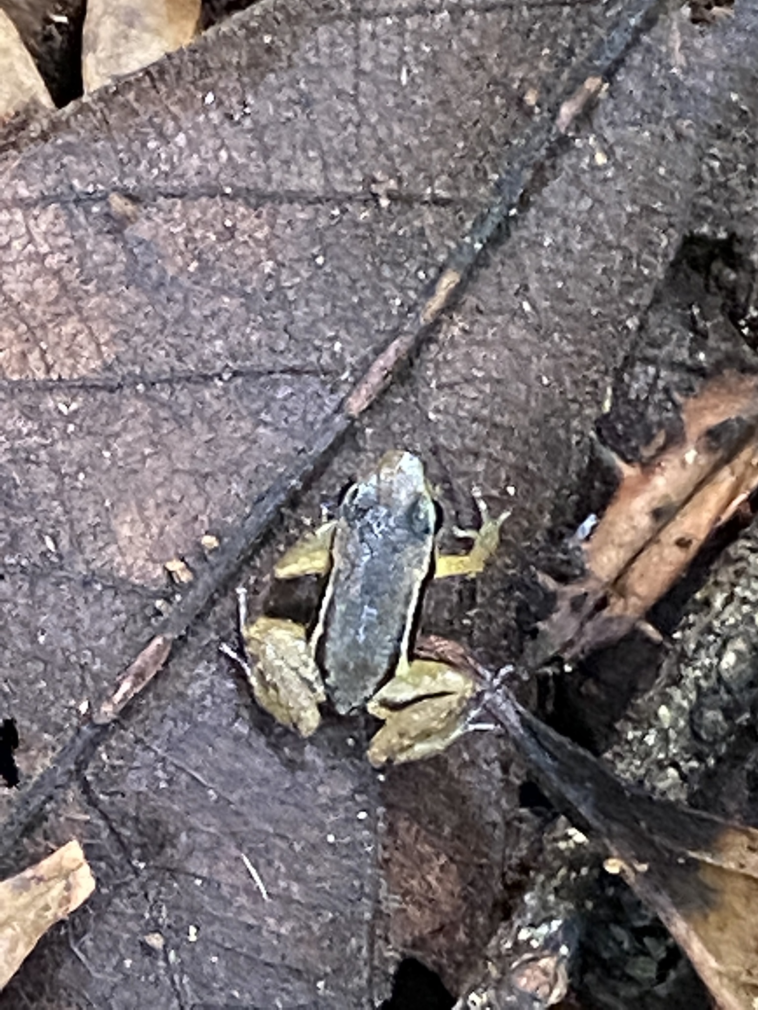 Colostethus panamansis (Dunn, 1933)