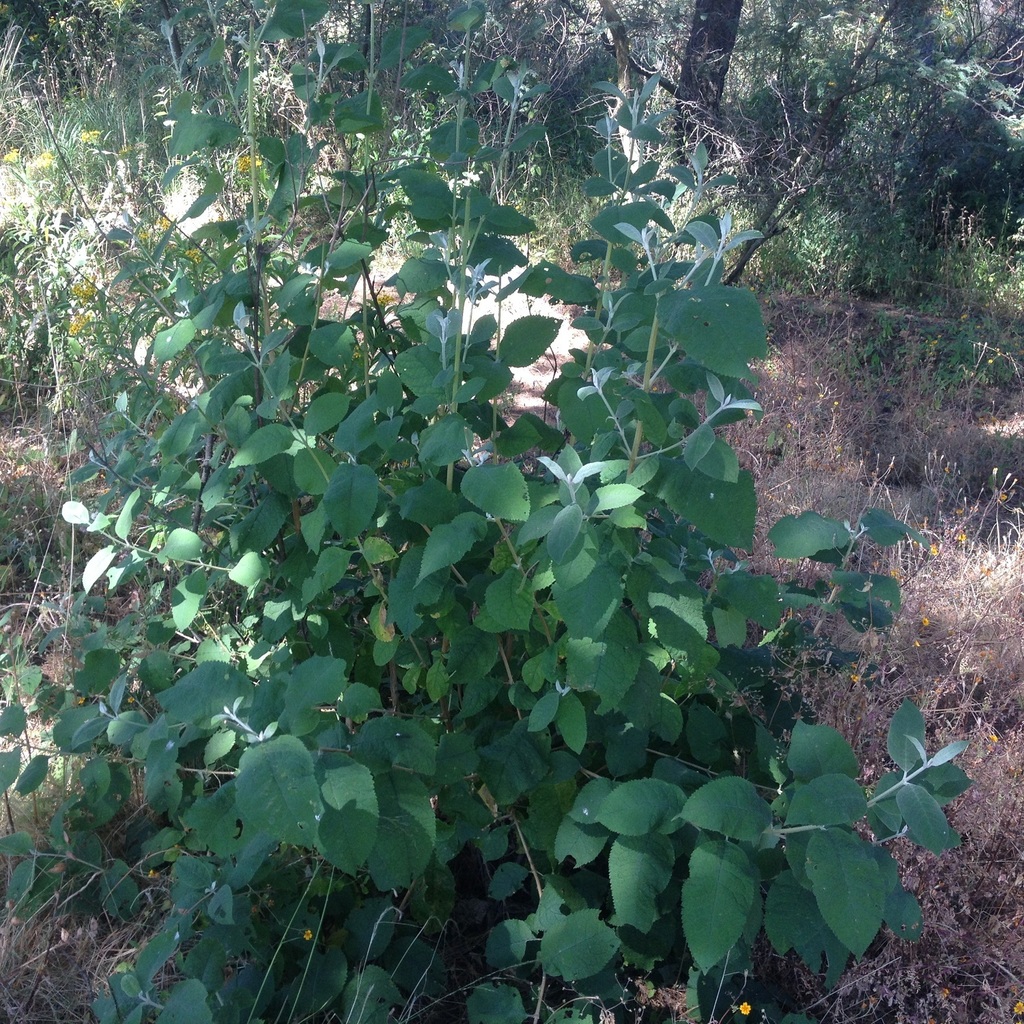 tepozan from Tianguismanalco, Pue., México on November 18, 2017 at 11: ...