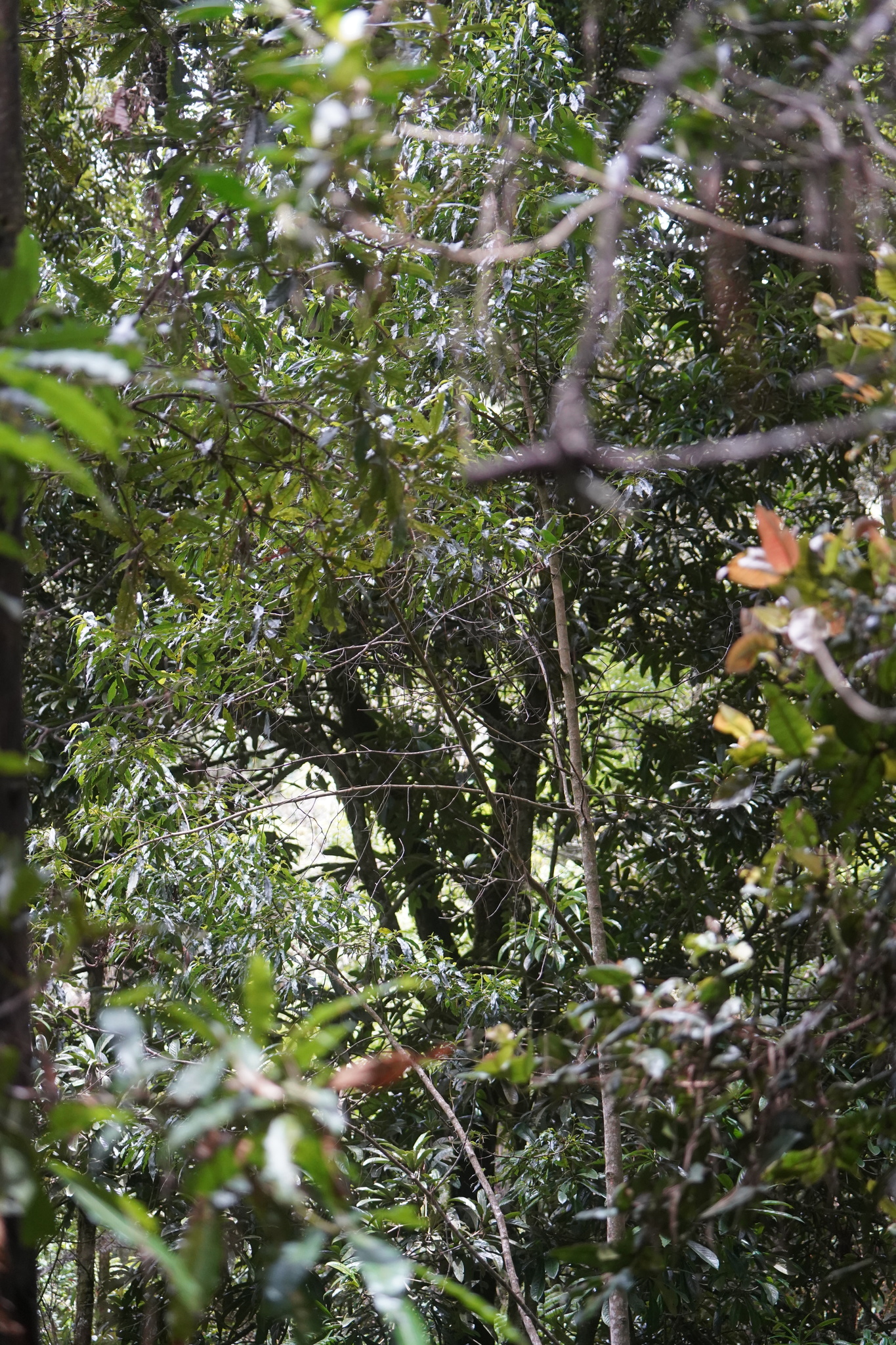 Aniba robusta (Klotzsch & H.Karst.) Mez