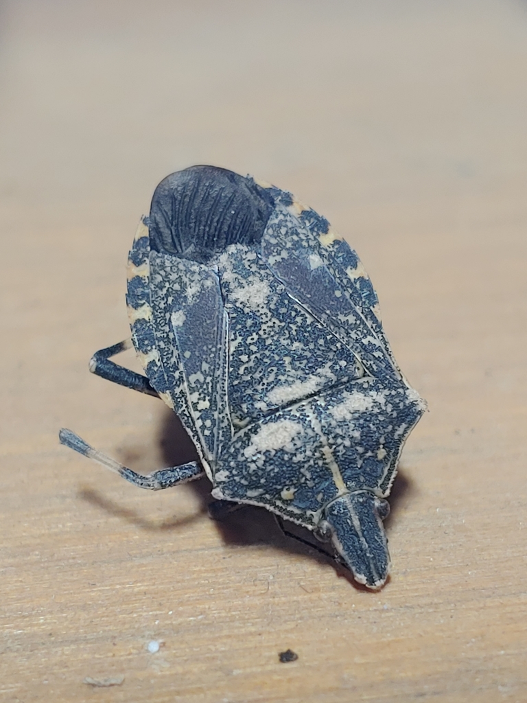 Yellow-spotted Stink Bug from Shonnard's Nursery, Florist, and ...