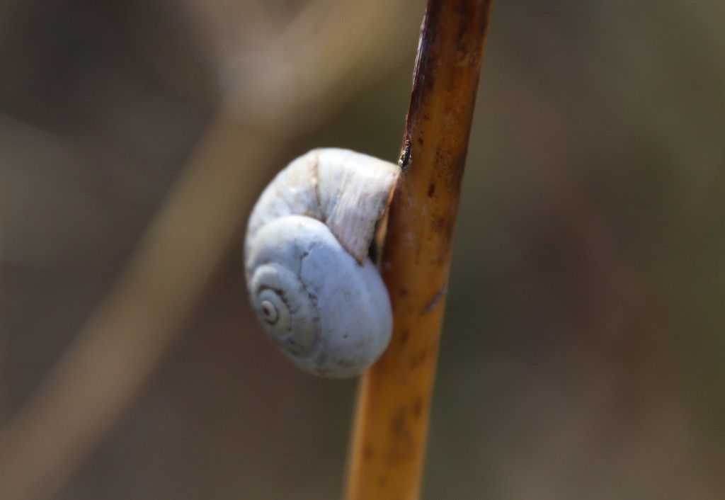 White Italian Snail from Tierrasanta, San Diego, CA 92124, USA on April ...