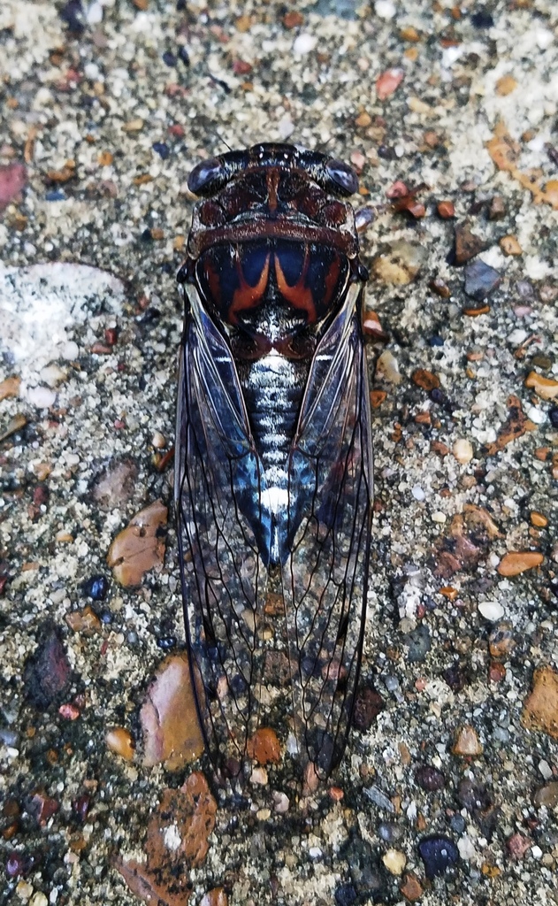 Fall Southeastern Dusk-singing Cicada (Megatibicen figuratus) (Wildlife ...