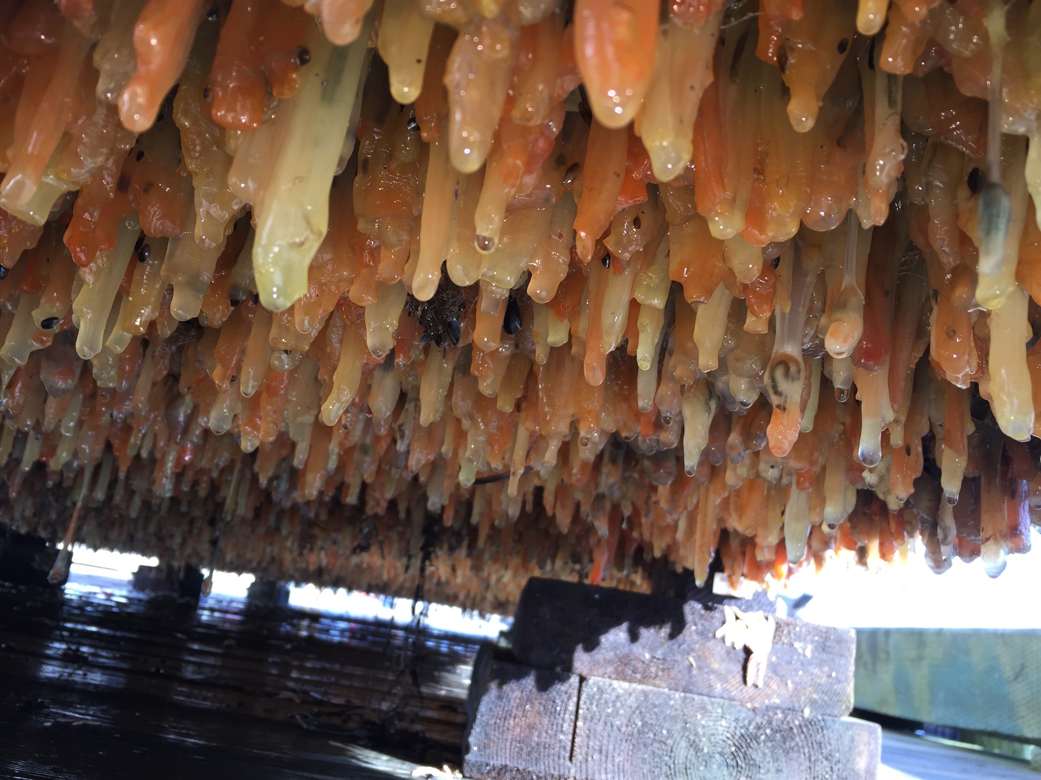 What are these dangling sea sacks? Found in the ballast tank of a ship ...