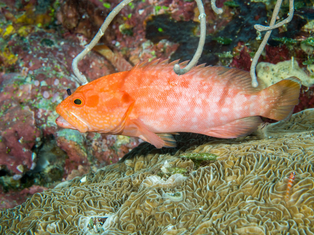 Strawberry Grouper (Cephalopholis spiloparaea) - Marine Life Identification