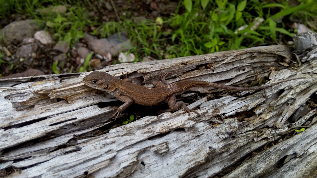Slevin’s Bunch Grass Lizard from Nácori Chico, Son., México on August 7 ...