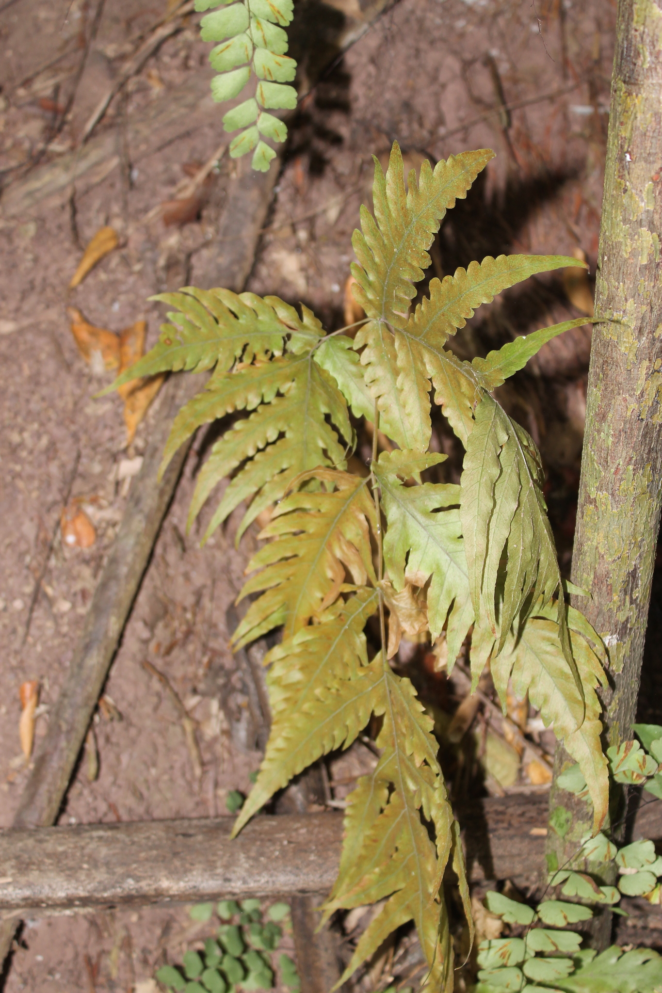 Tectaria mexicana (Fée) C.V.Morton