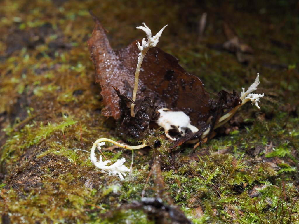 Cordyceps from Riverhead, New Zealand on April 02, 2021 at 06:17 PM by ...