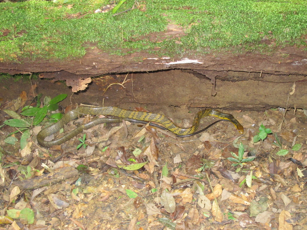 Amazon Puffing Snake from Saul, French Guiana on July 2, 2011 at 03:18 ...