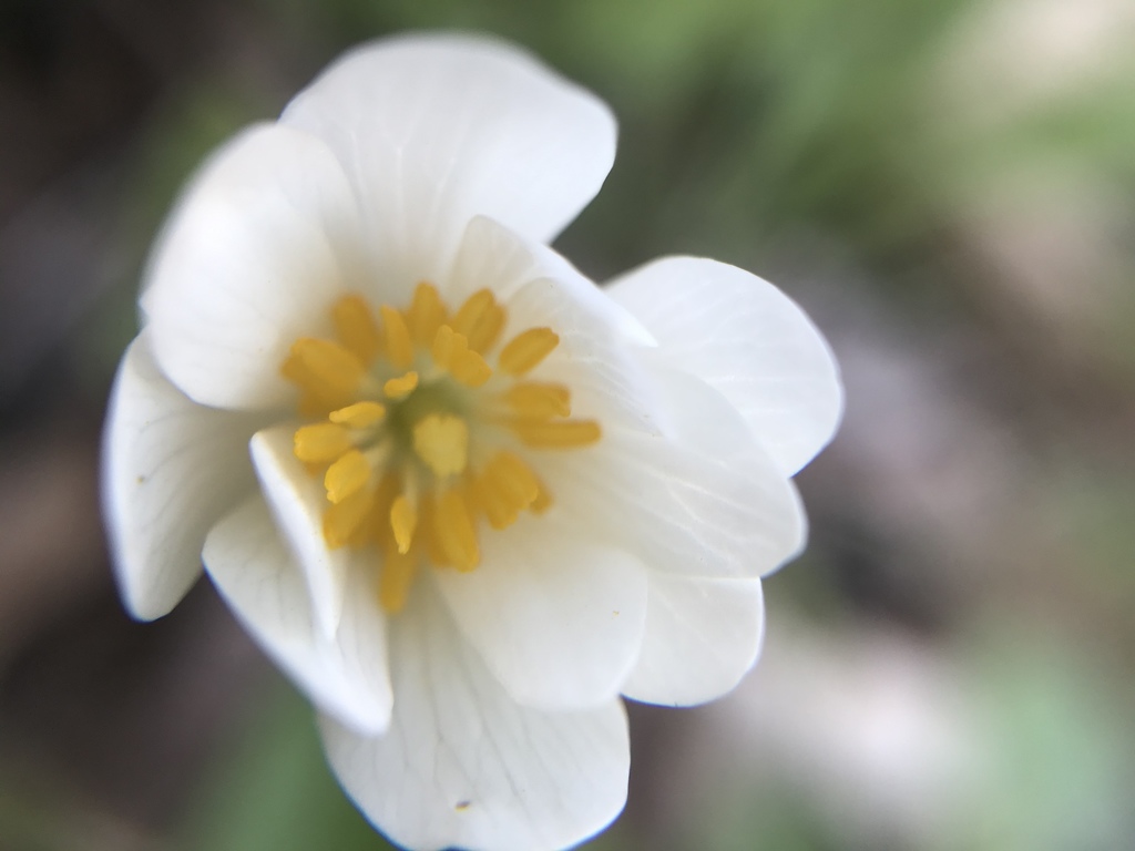 bloodroot from Mac Pinson Dr, Inez, KY, US on April 4, 2021 at 06:18 PM ...