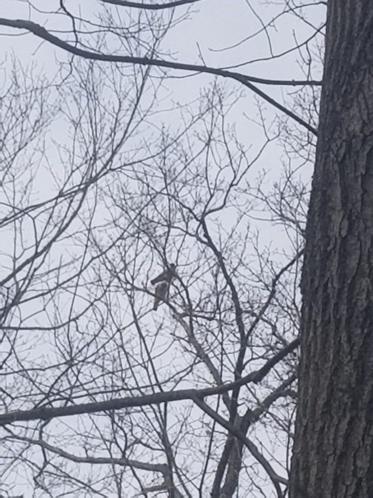 Red-shouldered Hawk from Bevent, WI, USA on April 4, 2021 at 02:55 PM ...