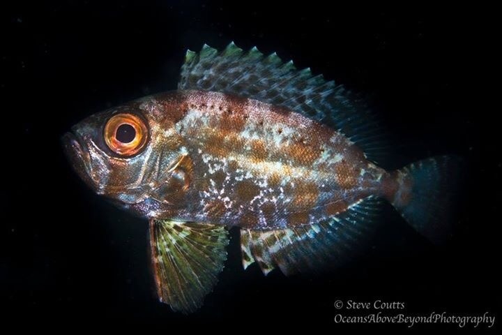 Bigeyes (Priacanthidae) - Marine Life Identification