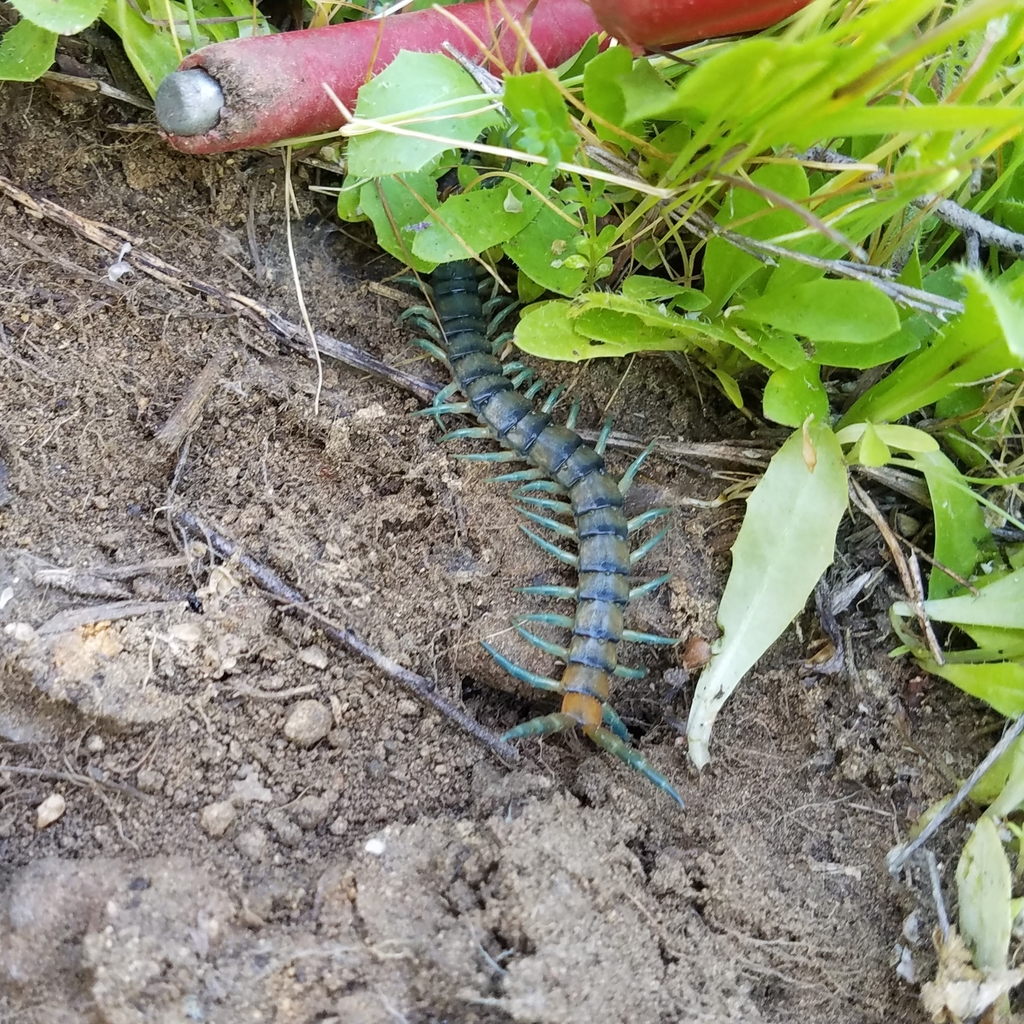 Common Desert Centipede from Valley Center, CA, USA on April 04, 2021 ...