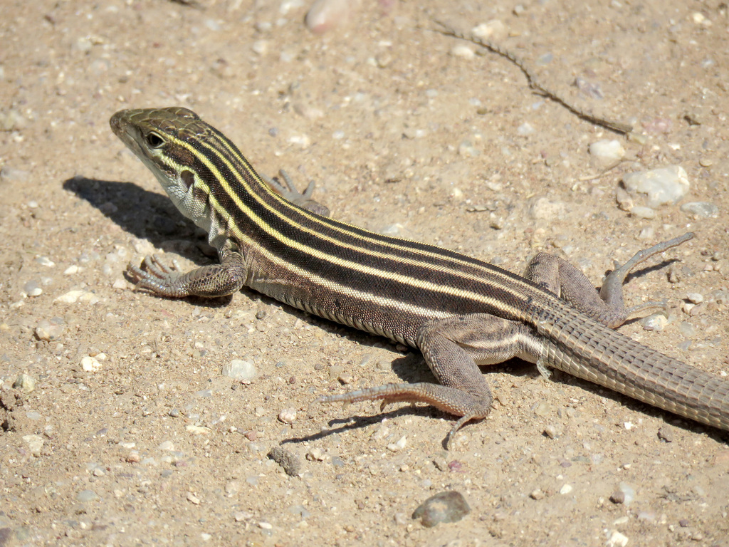 Desert Grassland Whiptail (Lizards of Highlands Center for Natural ...