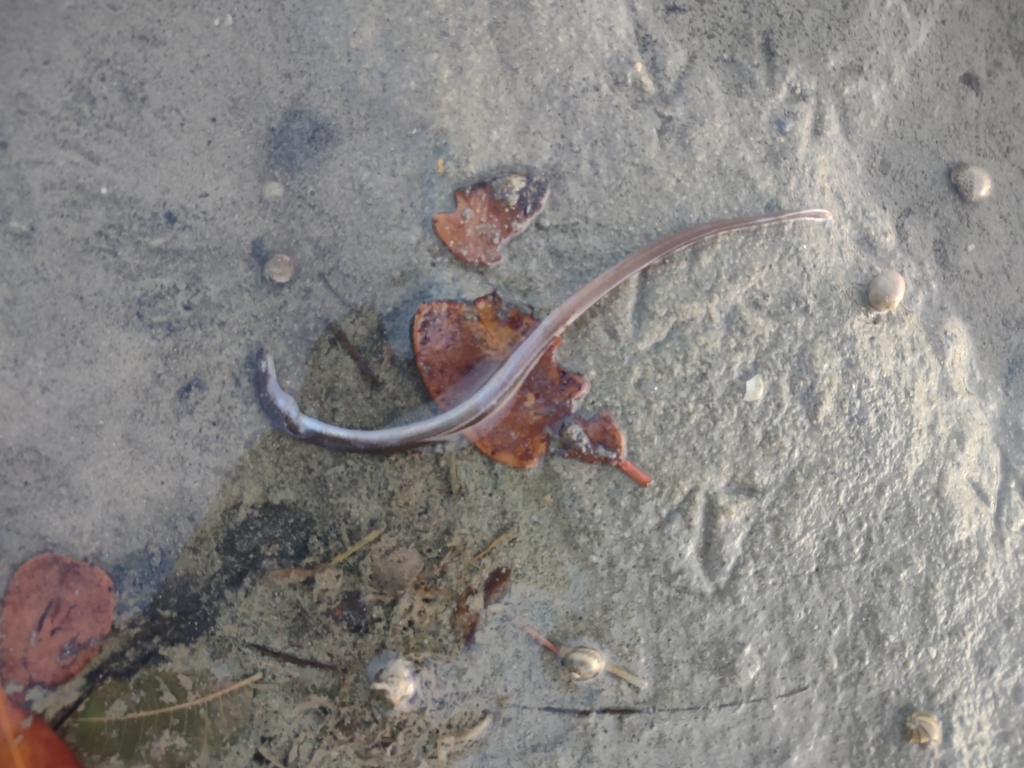 Atlantic Bicolored False Moray from Aquiraz - State of Ceará, 61700-000 ...